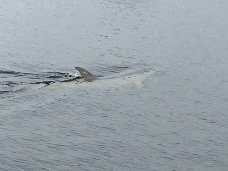 Charlie | Dolphin Spirit Inverness