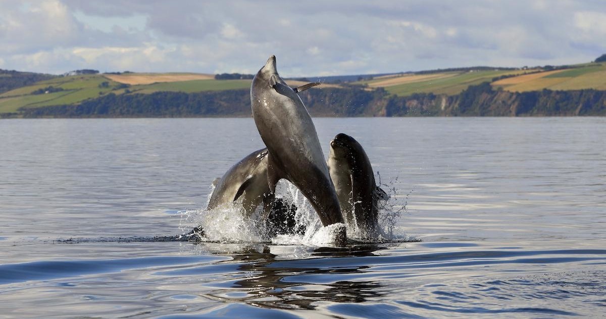 Frequently Asked Questions | Dolphin Spirit Inverness