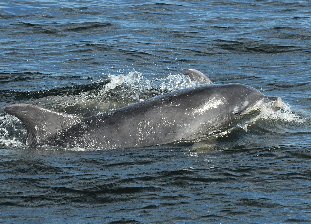 Chronicles Of Kesslet And Charlie | Dolphin Spirit Inverness