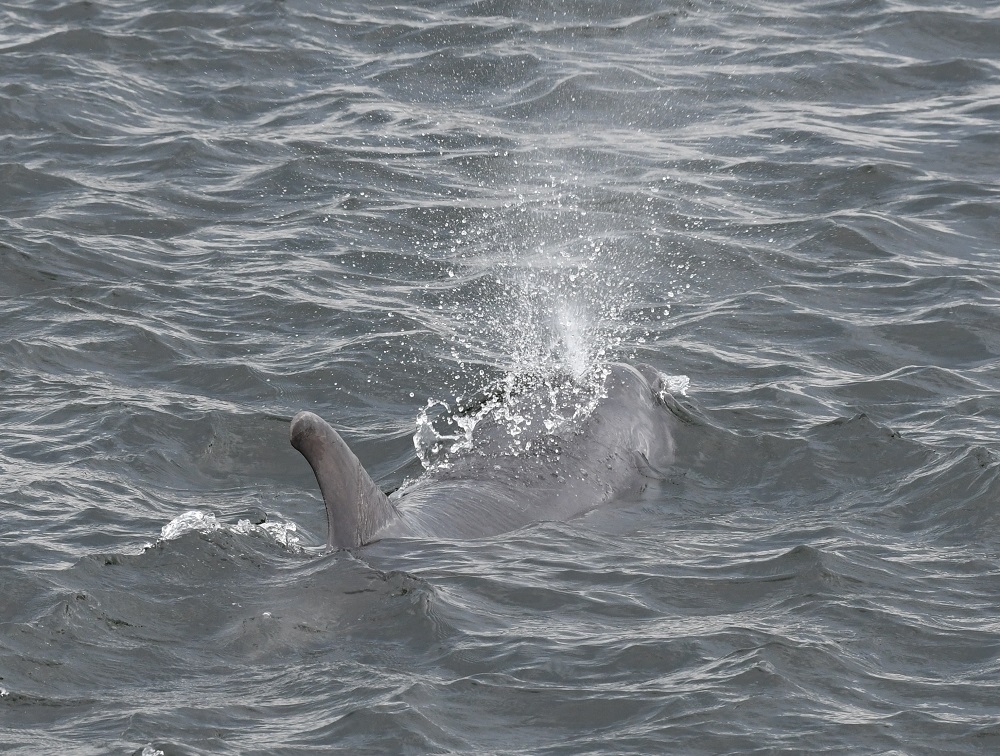 That Friday Feeling! | Dolphin Spirit Inverness