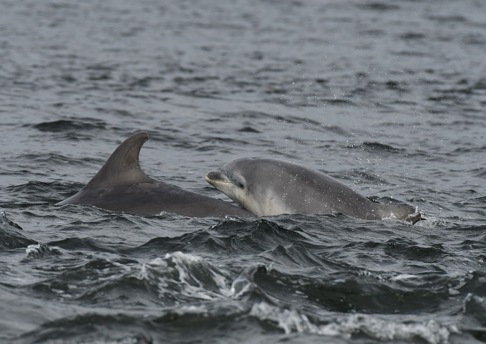 Making Mischief! | Dolphin Spirit Inverness