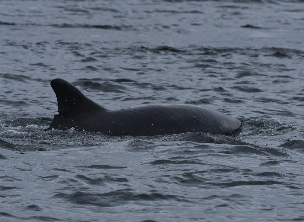 Finding Mischief | Dolphin Spirit Inverness