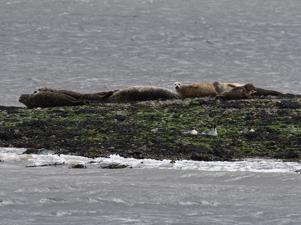 A Chill Out Kind Of Day | Dolphin Spirit Inverness