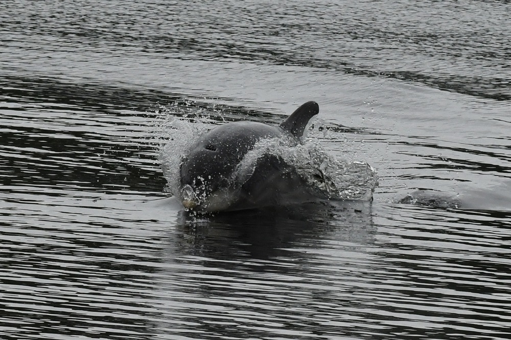Watching In All Weathers | Dolphin Spirit Inverness