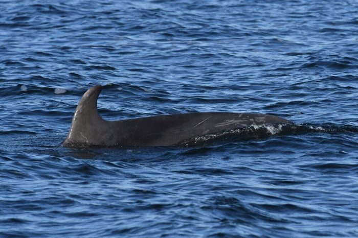 Moray Firth & Inverness Boat Cruise | Dolphin Spirit Inverness