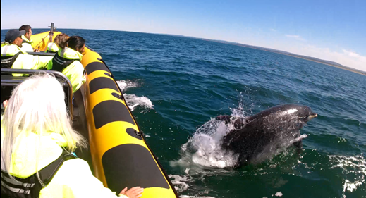 Mischief Wildlife Experience | Dolphin Spirit Inverness