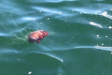 Moray Firth & Inverness Boat Cruise | Dolphin Spirit Inverness